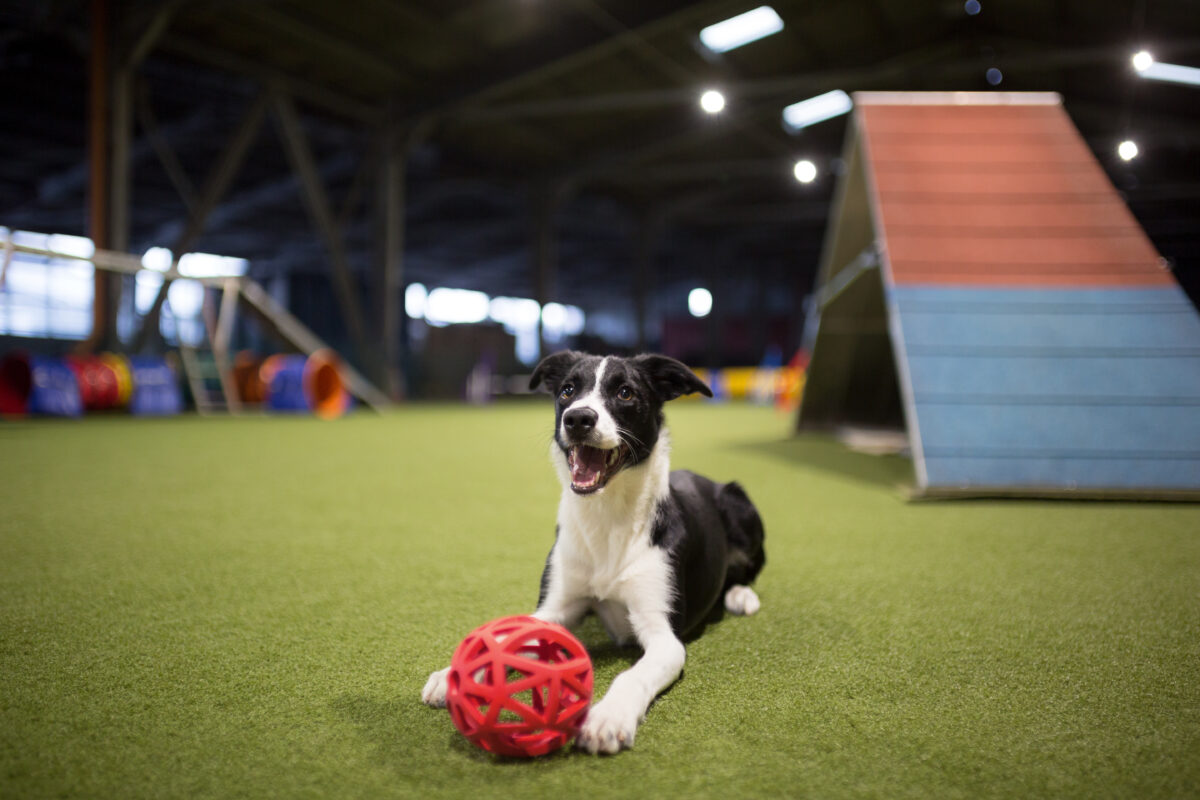 Indoor Turf Installation: Everything You Need to Know - ReTurf