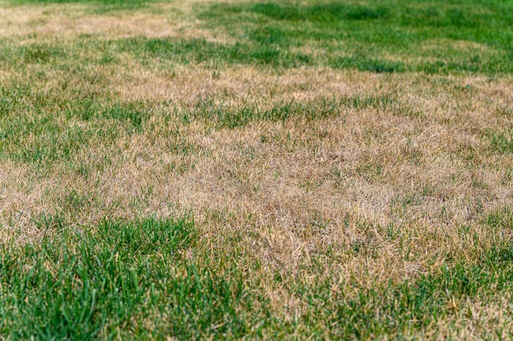 Sod vs Artificial Turf: Which Is The Better Option? - ReTurf