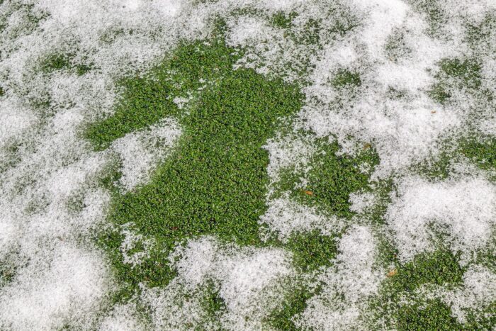 Artificial Turf in Winter - Snow, Ice, & Cold Weather Tips